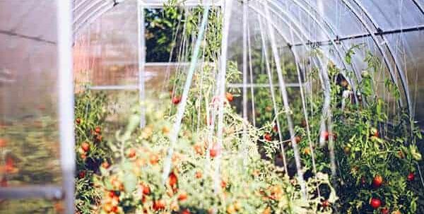 Solarii Profesionale - SC Rufy Roof Engineering SRL - Structuri ...